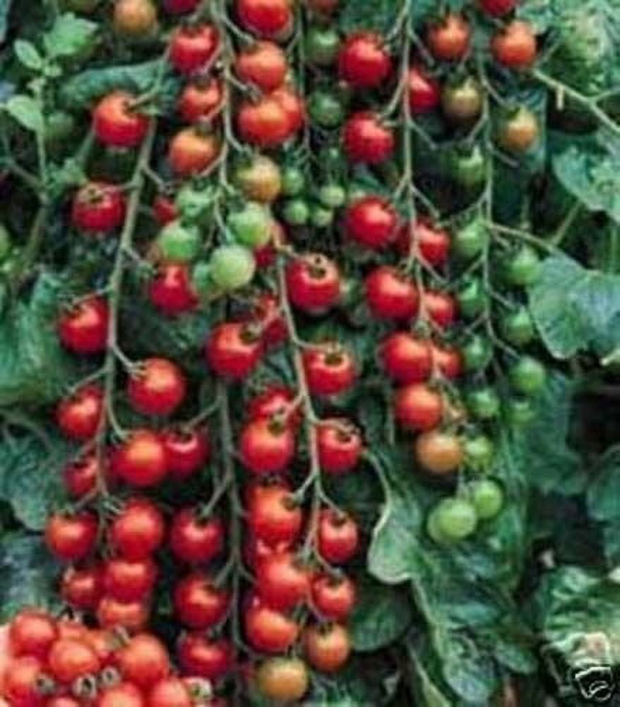 Tomato Small Cherry Basket Pack Garden Heirloom Vegetable - Bulk 5,000 ...