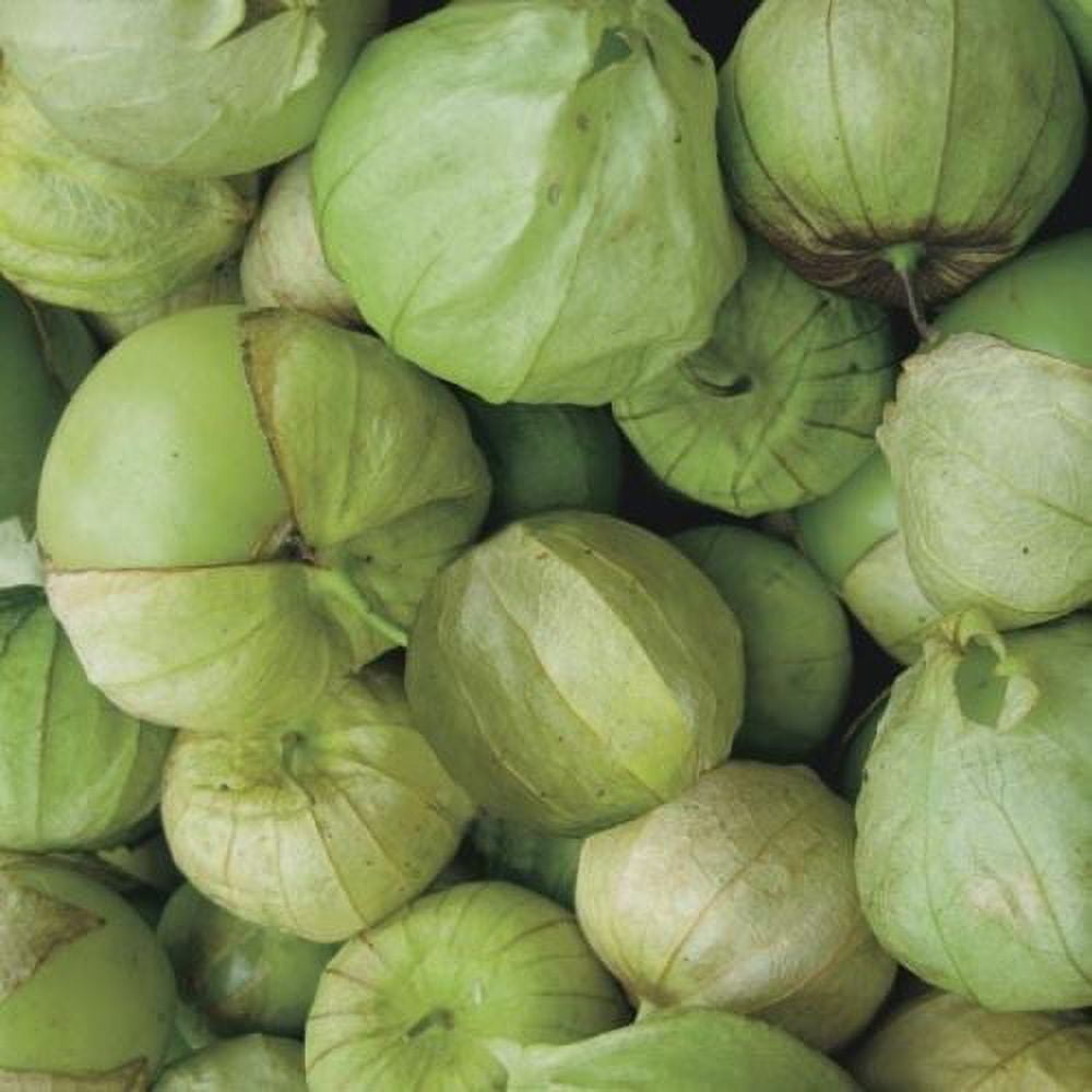 Tomato Tomatillo Toma Verde BULK 2,000 Seeds Great Heirloom Garden ...