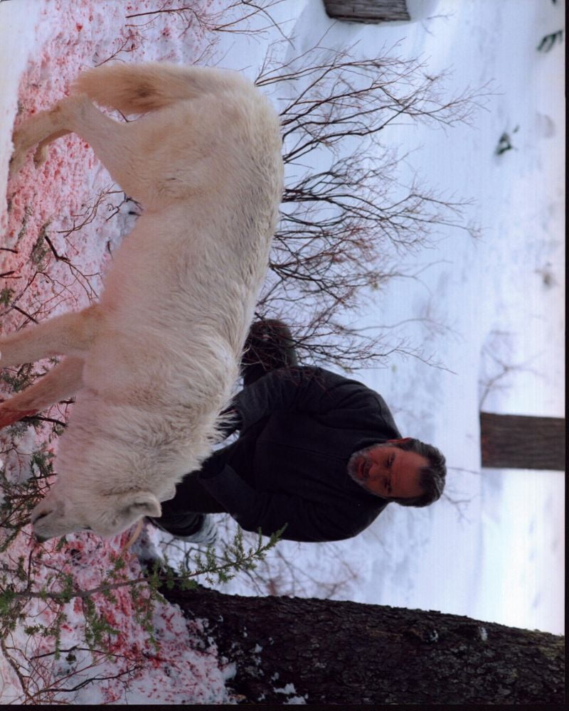 Tommy Lee Jones With White Wolf In The Hunted Photo Print (8 x 10 ...