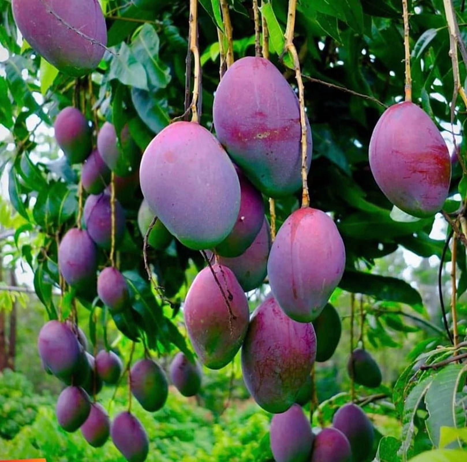 Tommy Mango Tree Live Plant 10-14" Tall in Pot - Sweet Mango Tree ...