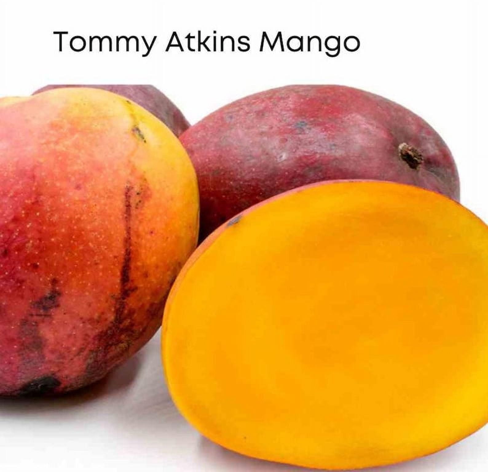 Tommy atkins Grafted Mango Tree. 3 Gallon pot. Ship to all states ...