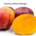 Tommy atkins Grafted Mango Tree. 3 Gallon pot. Ship to all states ...