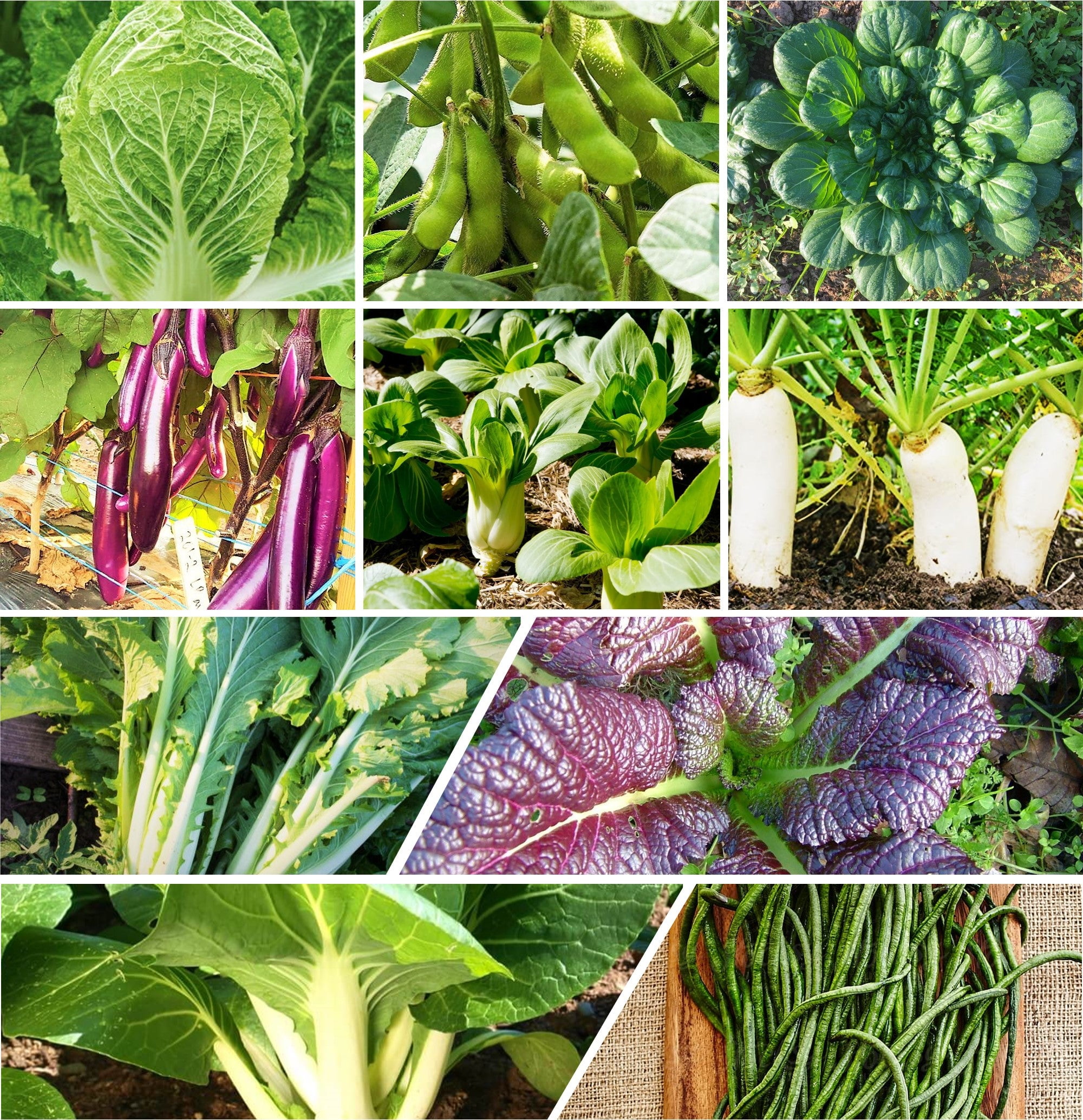 TomorrowSeeds - 10 Asian Vegetable Seeds Mix Seeds - 3 Combination ...