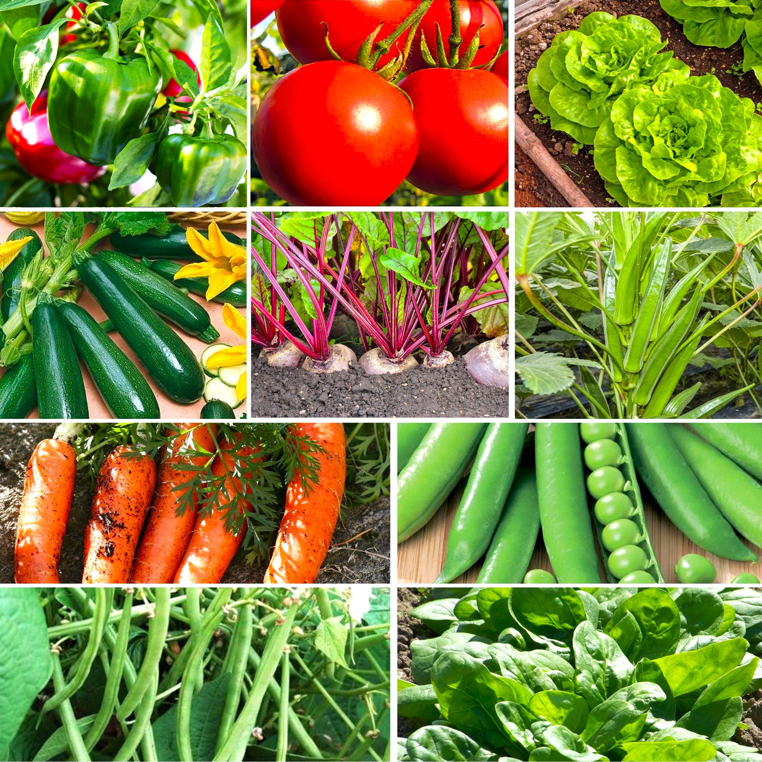 TomorrowSeeds - 10 "Gardener's Favorites" Vegetable Seeds Mix Seeds - 2 ...