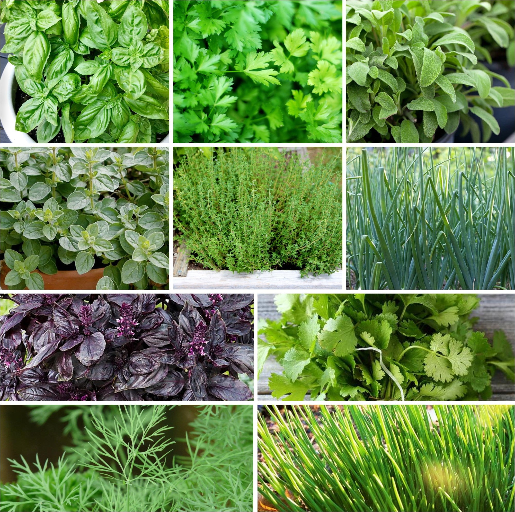 TomorrowSeeds - 10 "Herb Lovers" Seeds Mix Seeds - 2 Combination Packs ...
