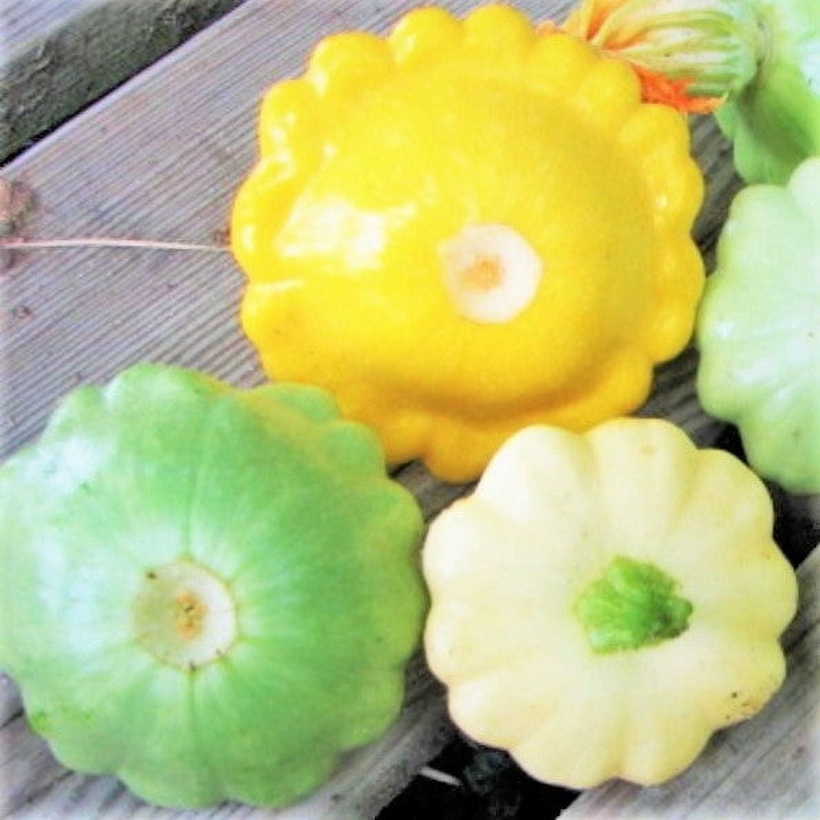 TomorrowSeeds, 3 Colors Mix Patty Pan Squash Seeds, Yellow Green White ...
