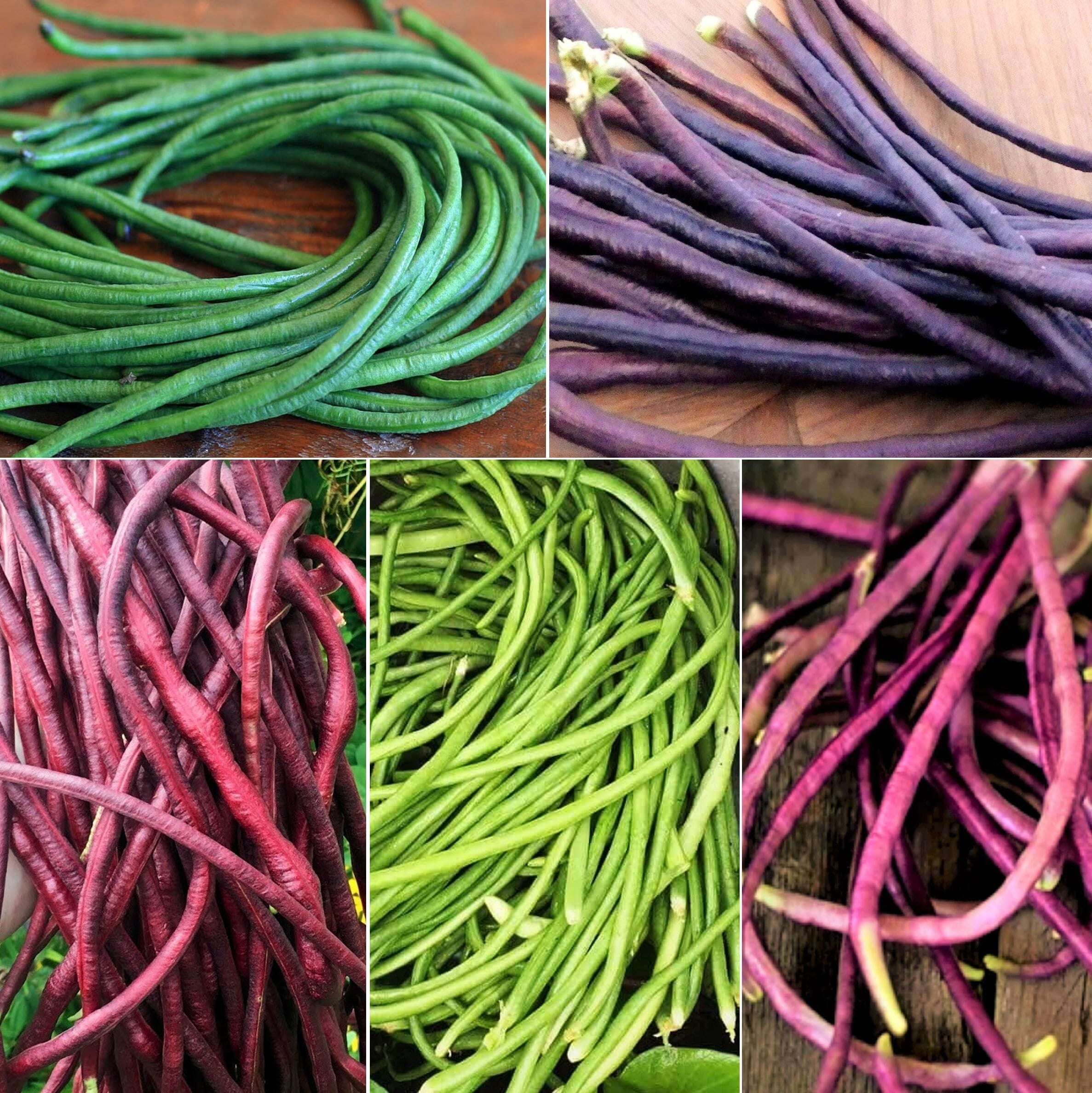 TomorrowSeeds - 5 Colors Mix Yard Long Bean Seeds - High Yield, Non-GMO ...