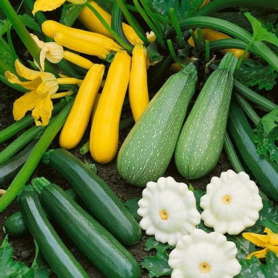 TomorrowSeeds - 5 Species Summer Squash Mix Seeds - 30+ Count - For ...