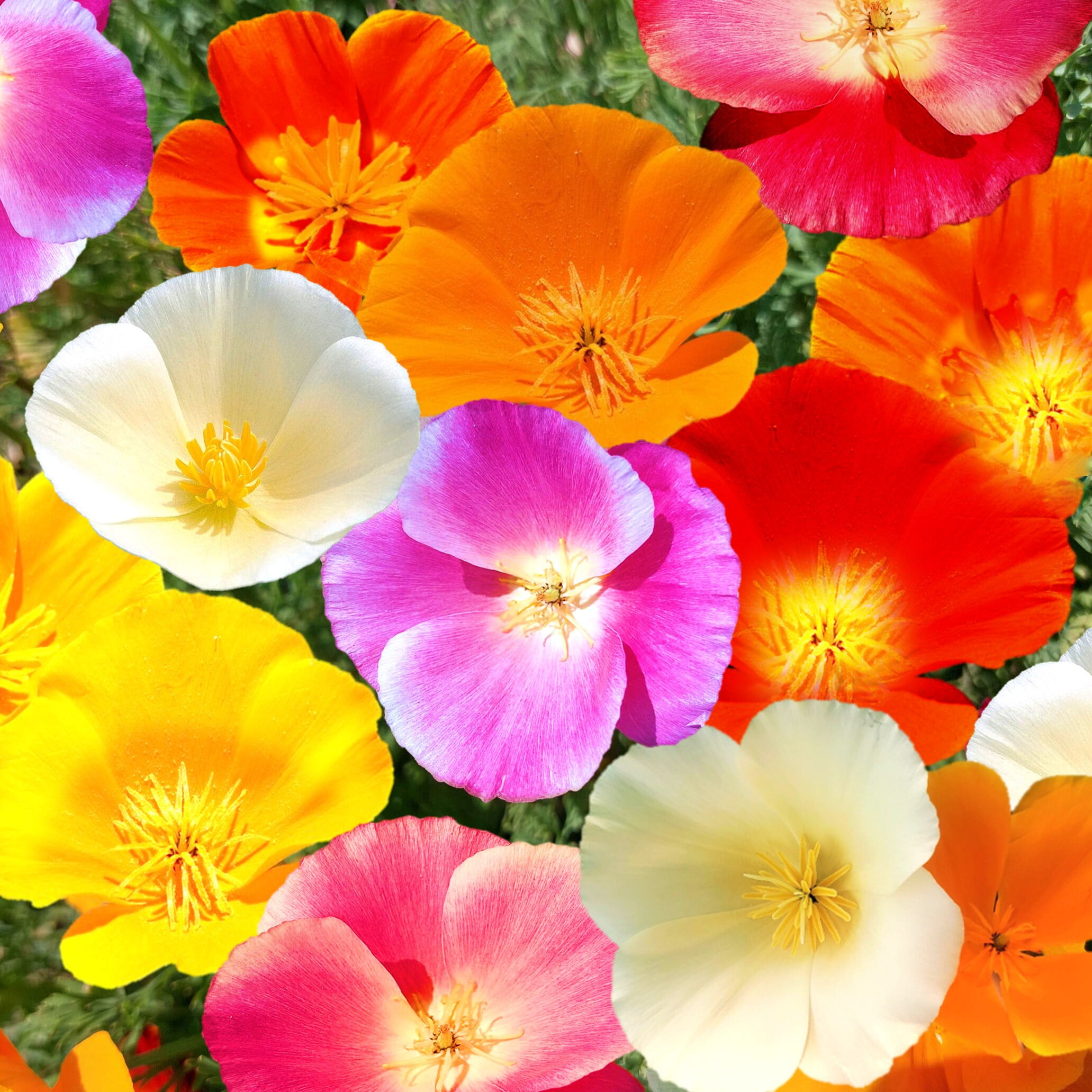 TomorrowSeeds - 7 Colors Mix California Poppy Seeds - 500+ Count - For ...