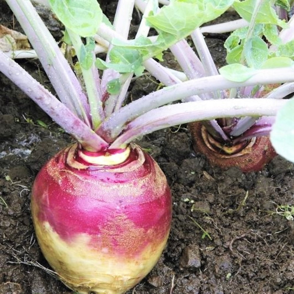 TomorrowSeeds - American Purple Top Rutabaga Seeds - 1500+ Count - For ...