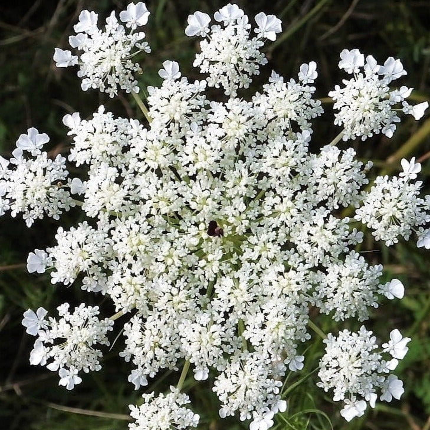 TomorrowSeeds - Anise Seeds - 3000+ Count - For 2025 Planting Non-GMO ...