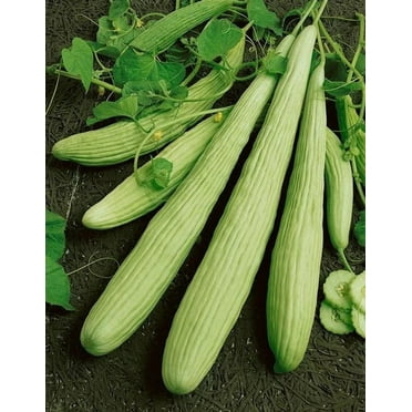 Armenian Yard-Long Cucumber Garden Seeds - 1 Lb - Non-GMO, Heirloom ...