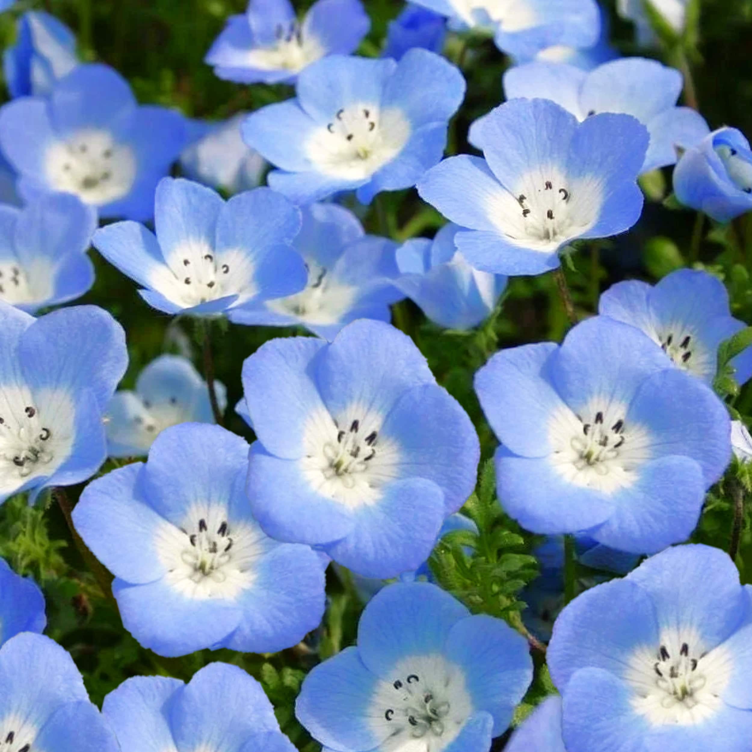 TomorrowSeeds - Baby Blue Eyes Seeds - 2000+ Count - For 2026 Planting ...
