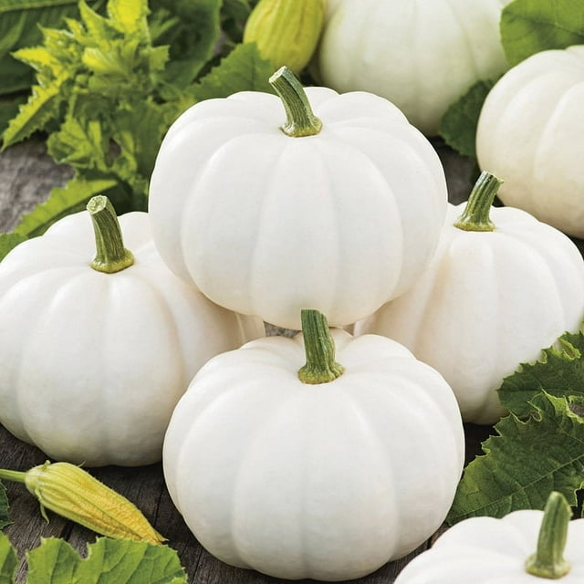 TomorrowSeeds - Baby Boo Pumpkin Seeds, 20+ Count, Mini White Pumpkins ...
