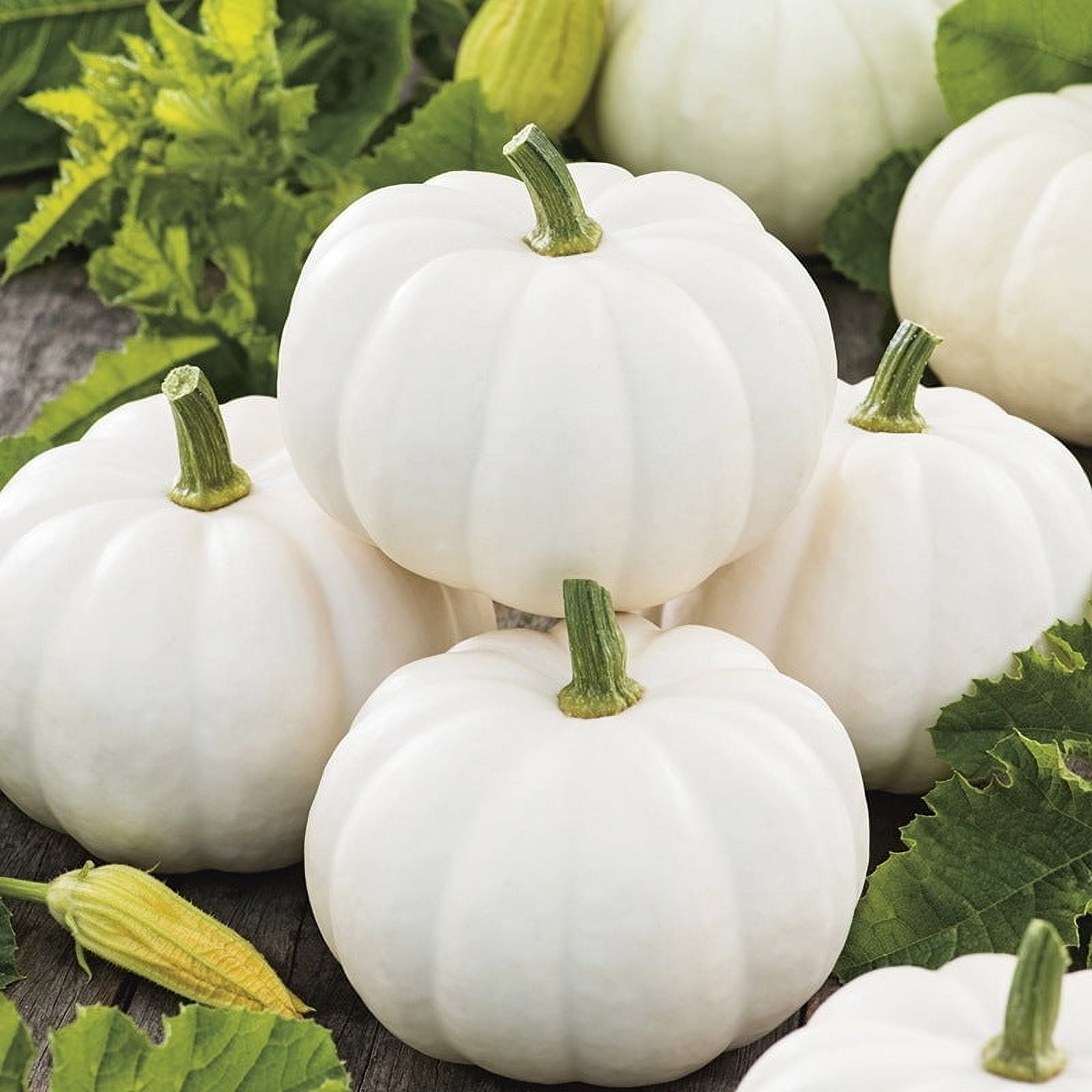 TomorrowSeeds - Baby Boo Pumpkin Seeds - 60+ Count - For 2025 Planting ...