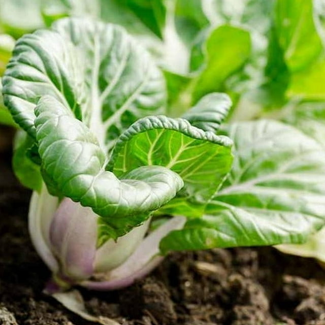 TomorrowSeeds - Baby White Stem Bok Choy Seeds - 1000+ Count - For 2025 ...