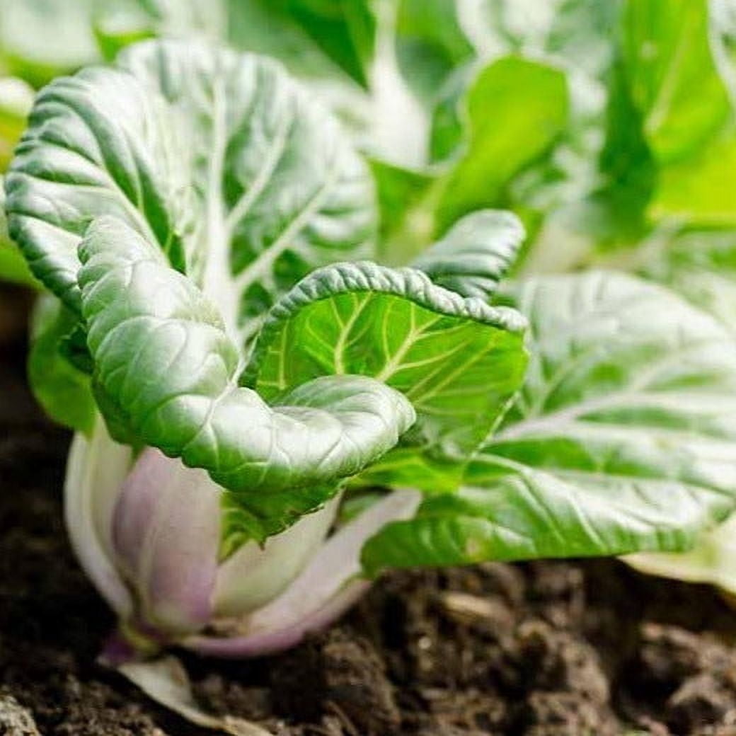 TomorrowSeeds - Baby White Stem Bok Choy - 1000+ Count - Extra Dwarf ...