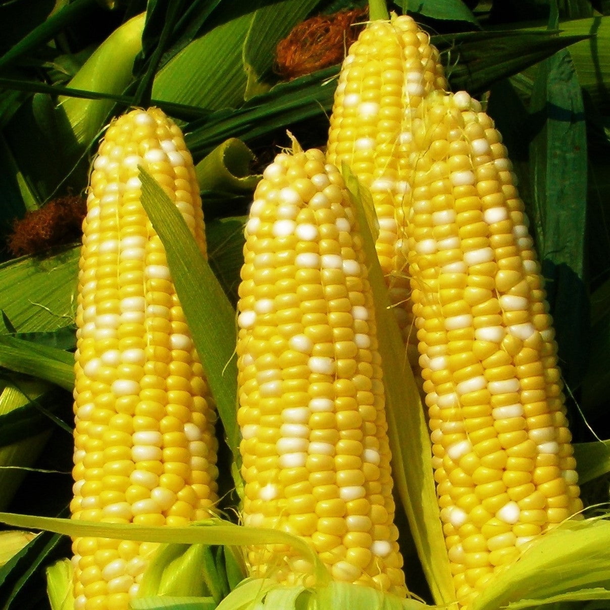 TomorrowSeeds - Bi-Licious F1 Bicolor Sweet Corn Seeds - 150+ Count ...