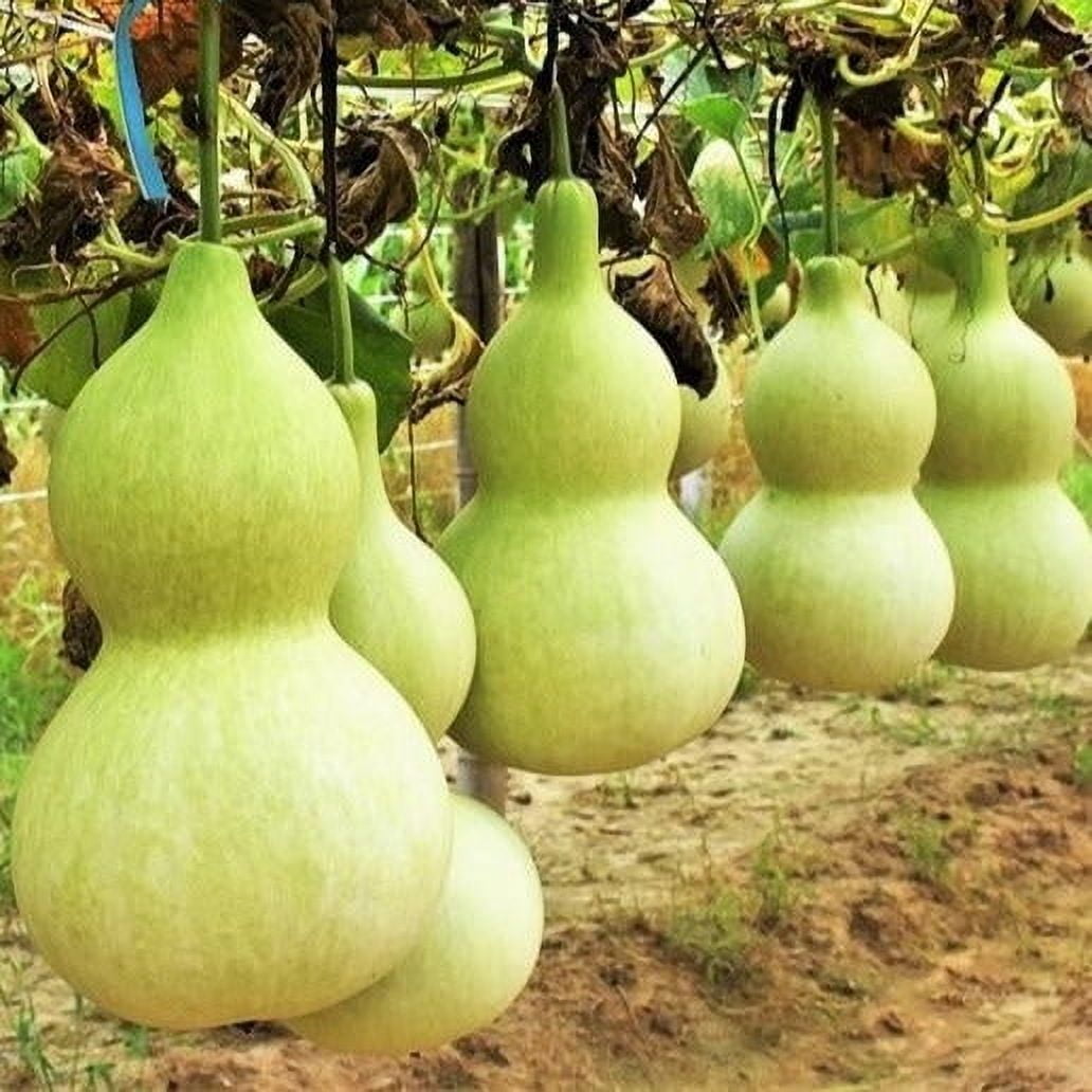 TomorrowSeeds - Birdhouse Bottle Gourd Seeds - 60+ Count - For 2025 ...