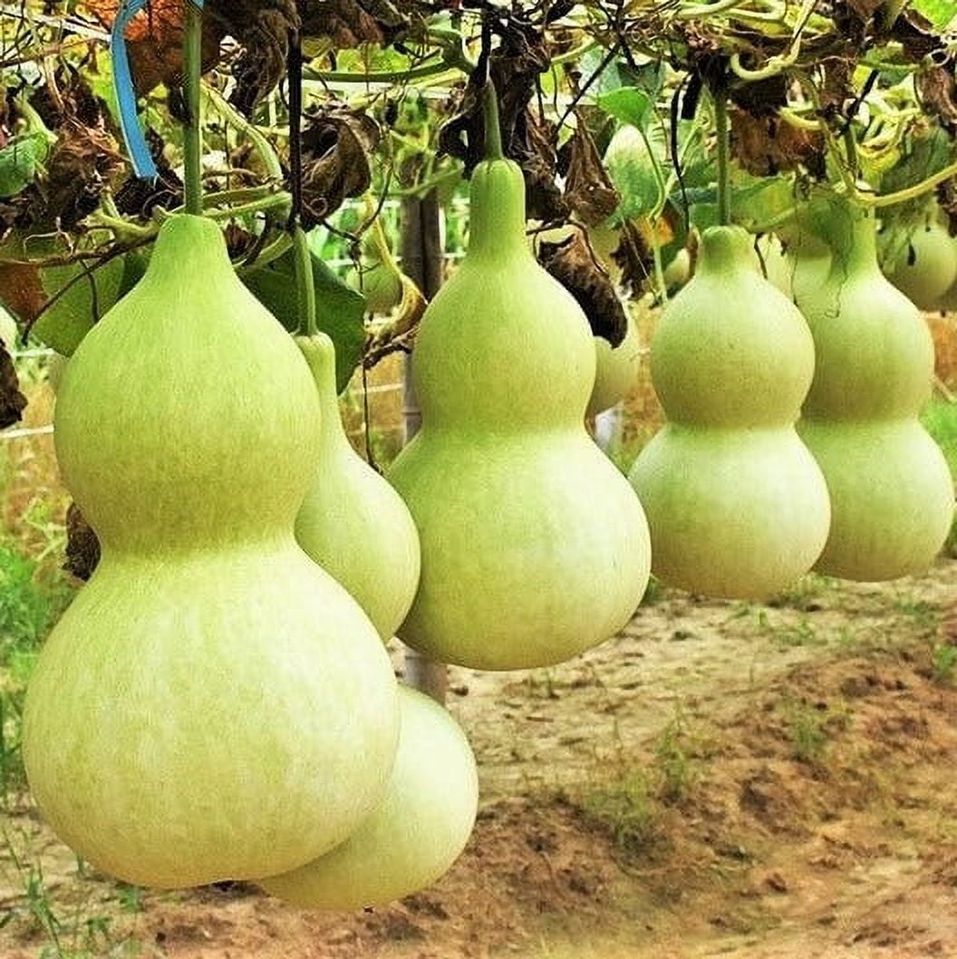 TomorrowSeeds - Birdhouse Gourd Seeds - 60+ Count Packet - Non GMO Bird ...