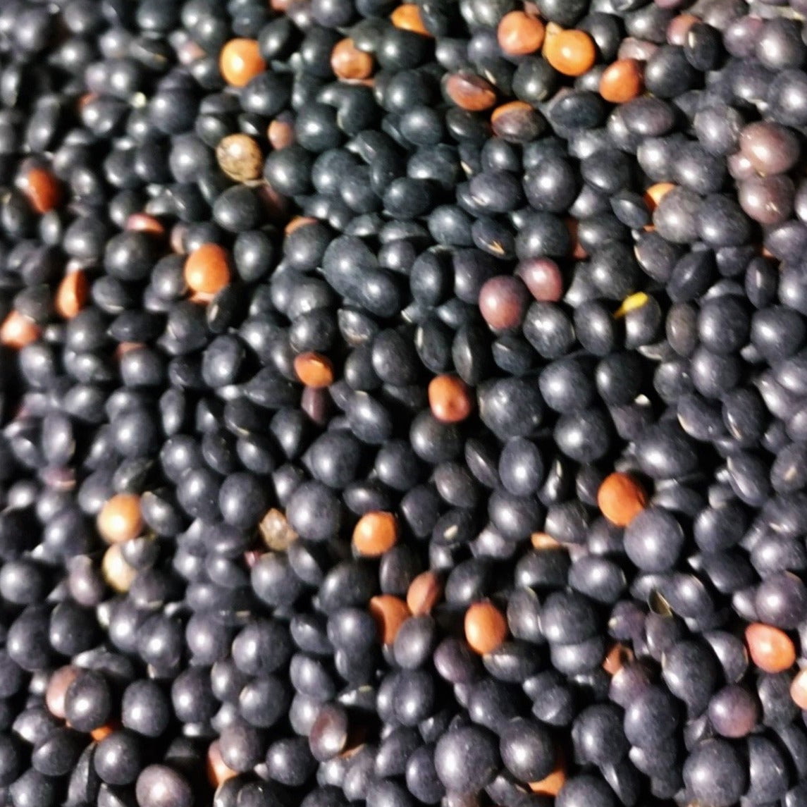 TomorrowSeeds - Black Lentil Seeds - 300+ Count - For 2025 Planting Non ...