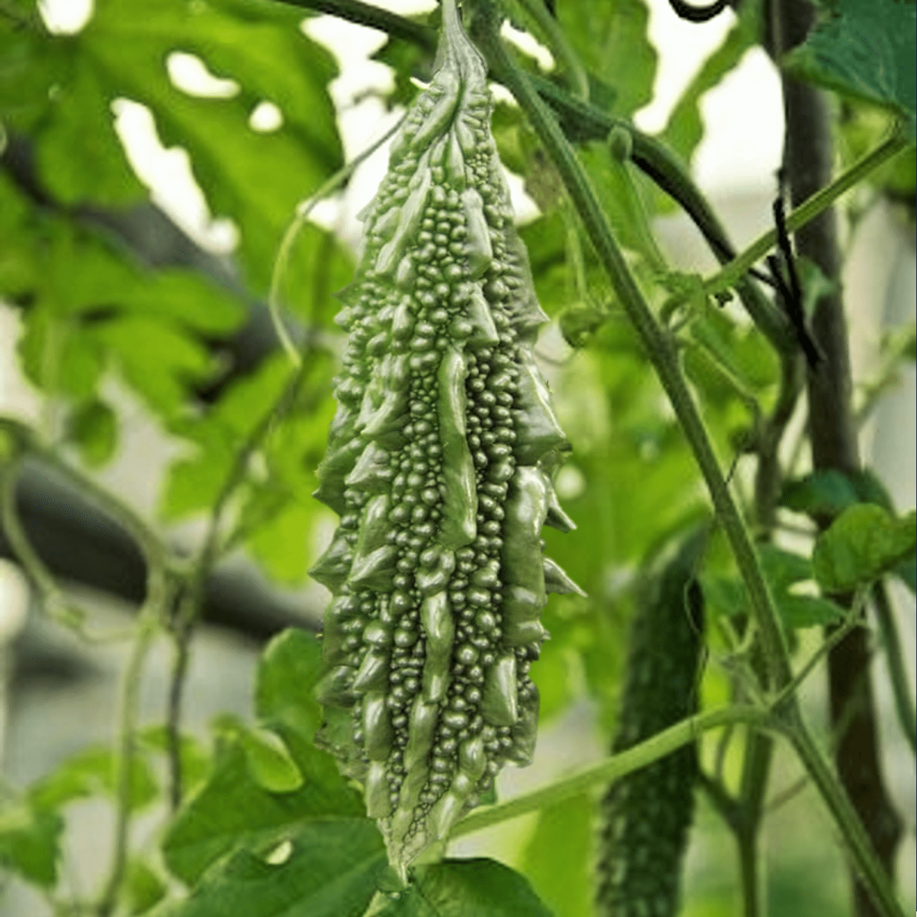TomorrowSeeds Black Pearl Bitter Melon Seeds, 15+ Count, Hybrid, 9-10 ...