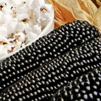 Rare Corn Seeds for Planting - 25 Seeds per Packet - (Oaxacan Green ...