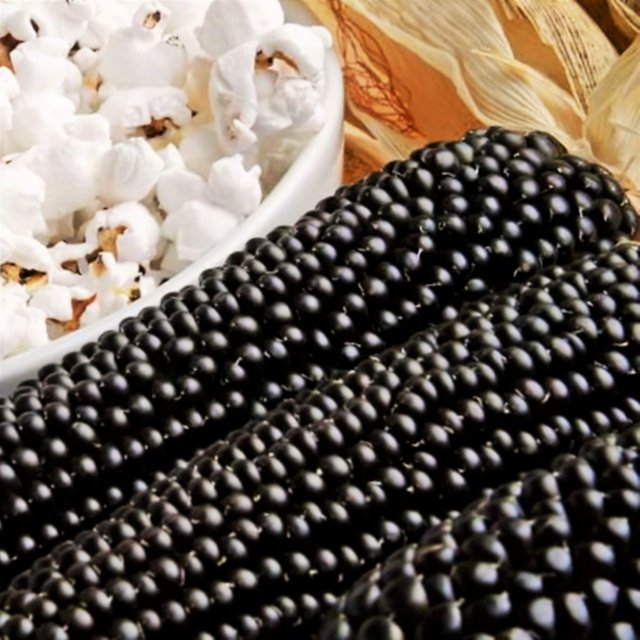 TomorrowSeeds - Black Popping Corn Seeds - 150+ Count Packet ...