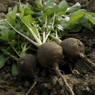 TomorrowSeeds - Chioggia Beet (Candy Cane Striped) - 300+ Count ...