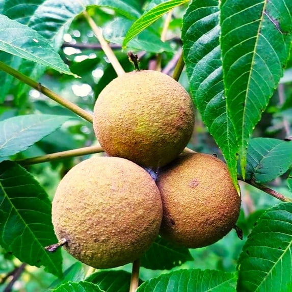 TomorrowSeeds - Black Walnut Tree Seeds - 9+ Count - For 2026 Planting ...