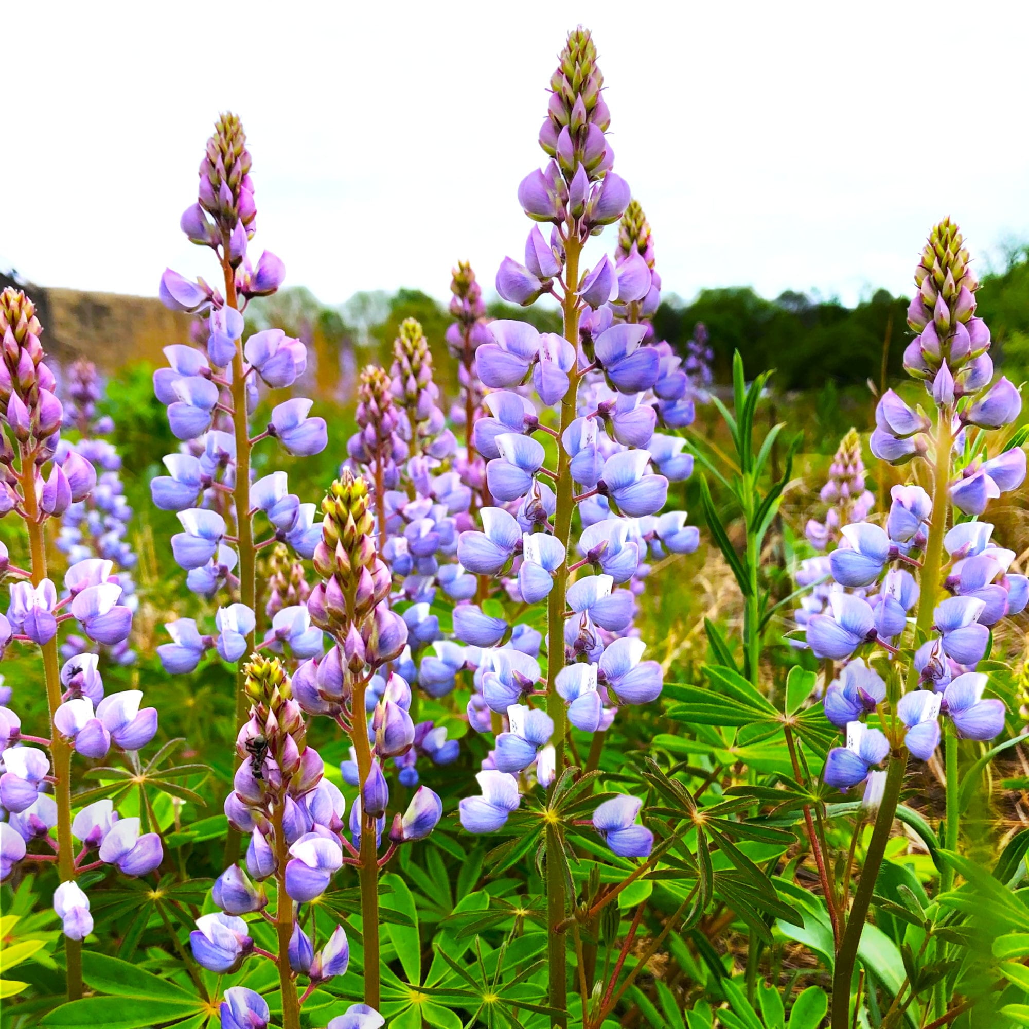 TomorrowSeeds - Blue Bonnet Perennial Lupine Seeds - 100+ Count Packet ... TomorrowSeeds - Blue Bonnet Perennial Lupine Seeds - 100+ Count Packet ...