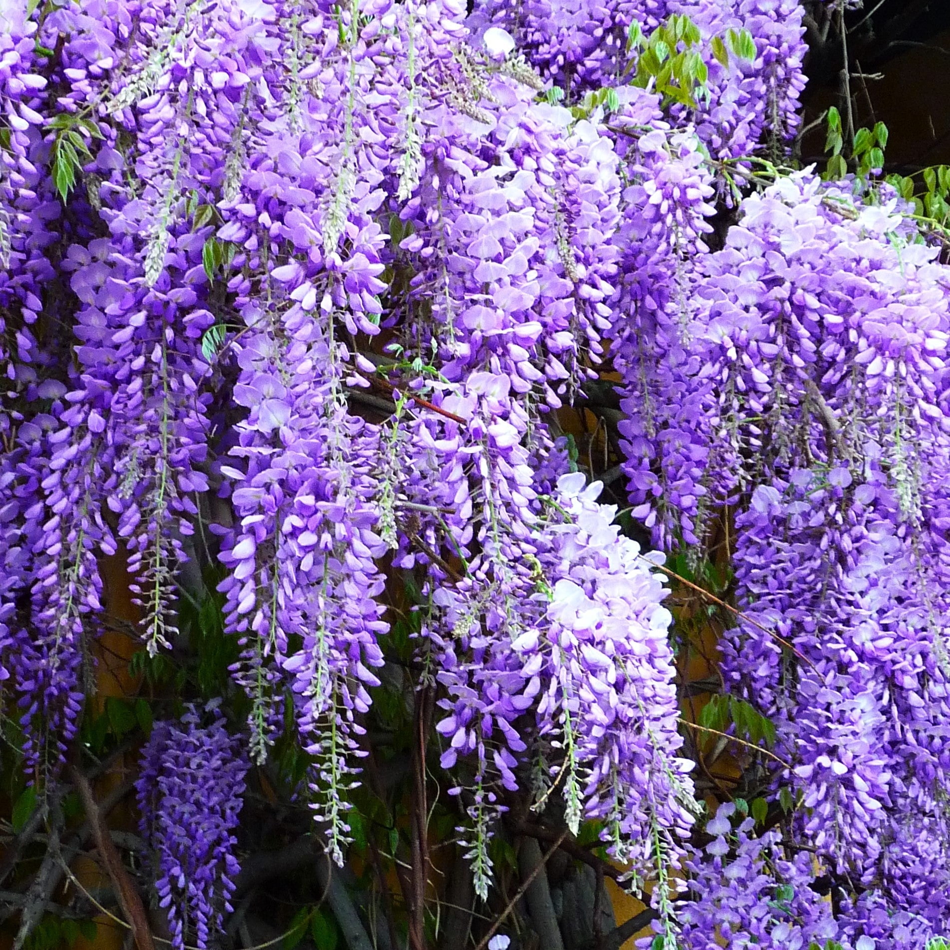 TomorrowSeeds - Blue Chinese Wisteria Seeds - 45+ Count - For 2026 ...