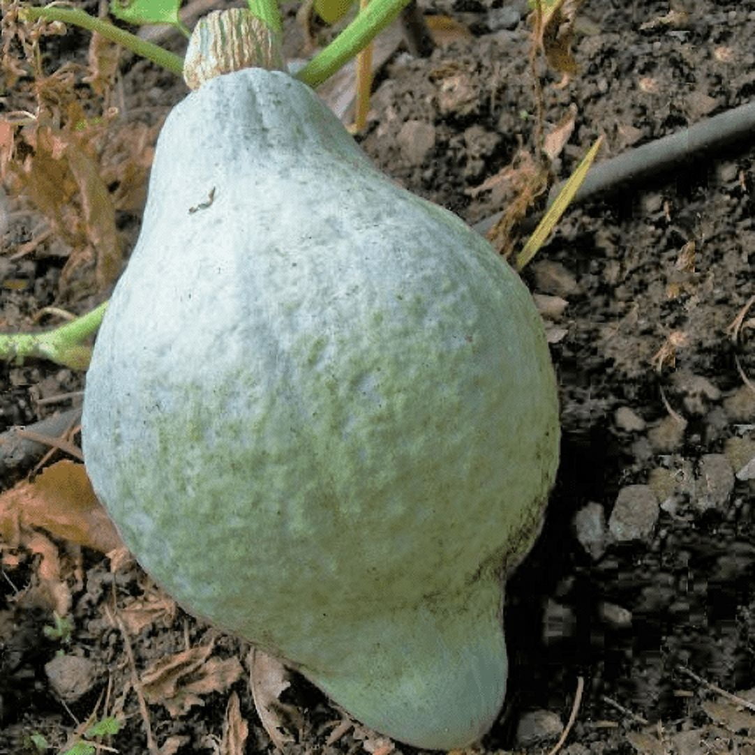 TomorrowSeeds - Blue Hubbard Squash Seeds - 20+ Count - For 2025 ...
