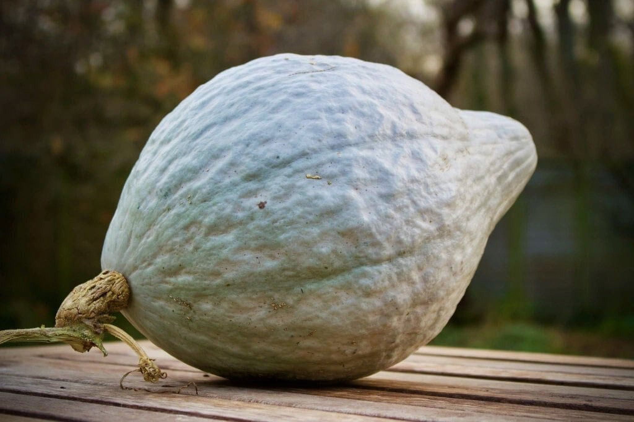 TomorrowSeeds - Blue Hubbard Squash Seeds - 60+ Count Packet - Winter ...