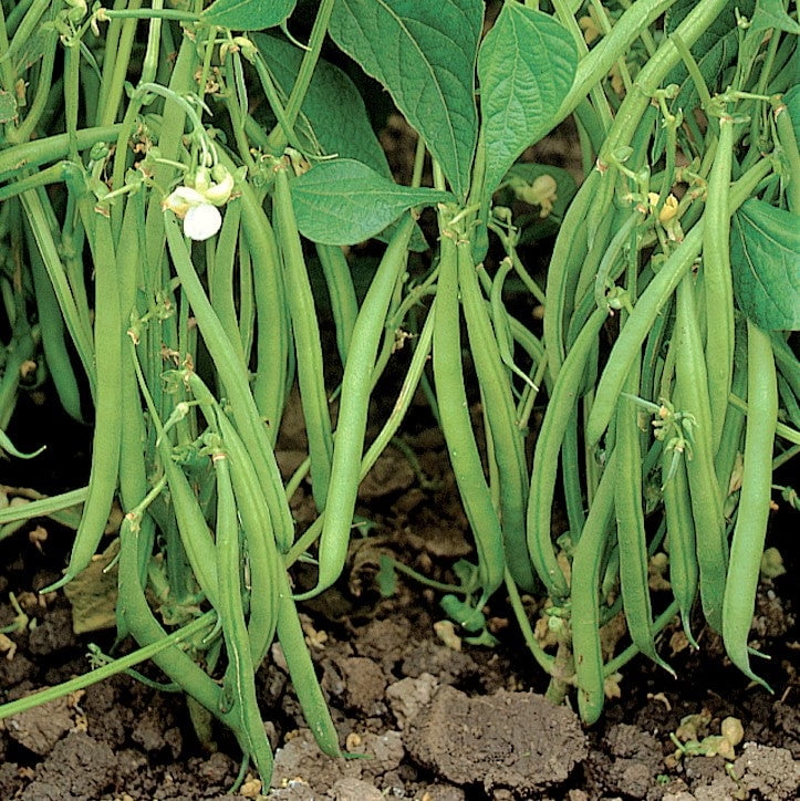 TomorrowSeeds - Blue Lake 274 Green Bean Seeds - 180+ Count - For 2026 ...