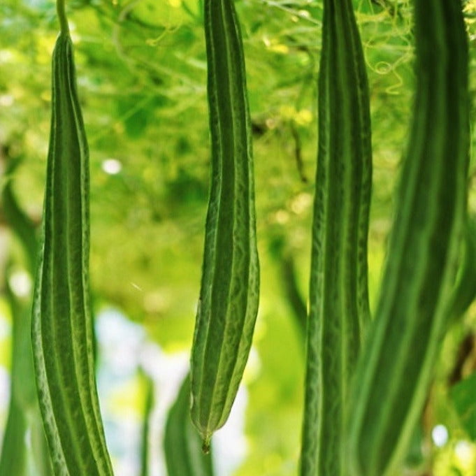 TomorrowSeeds Bonanza Angled Luffa Seeds - 10+ Count, Non GMO, Chinese ...