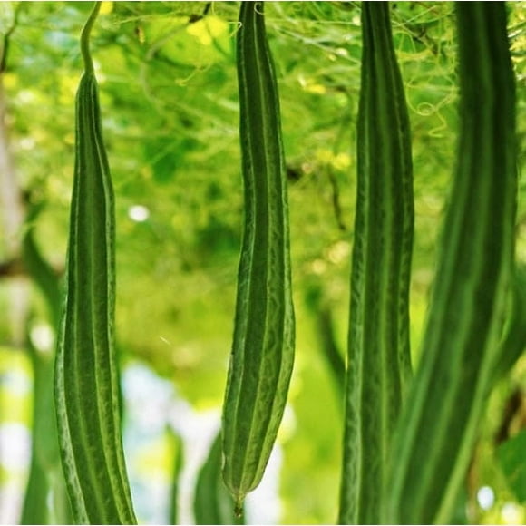 Bitter Gourd Seeds