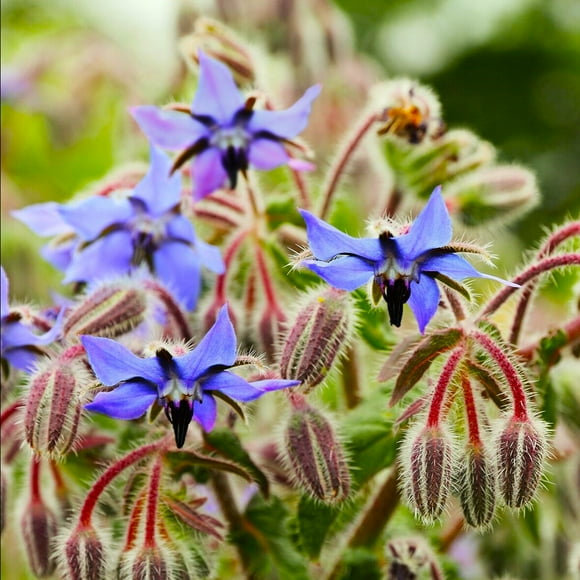 Borage Plant