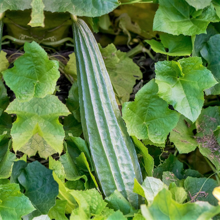 TomorrowSeeds - Buab Laem Angled Luffa Gourd Seeds - 30+ Count - For ...