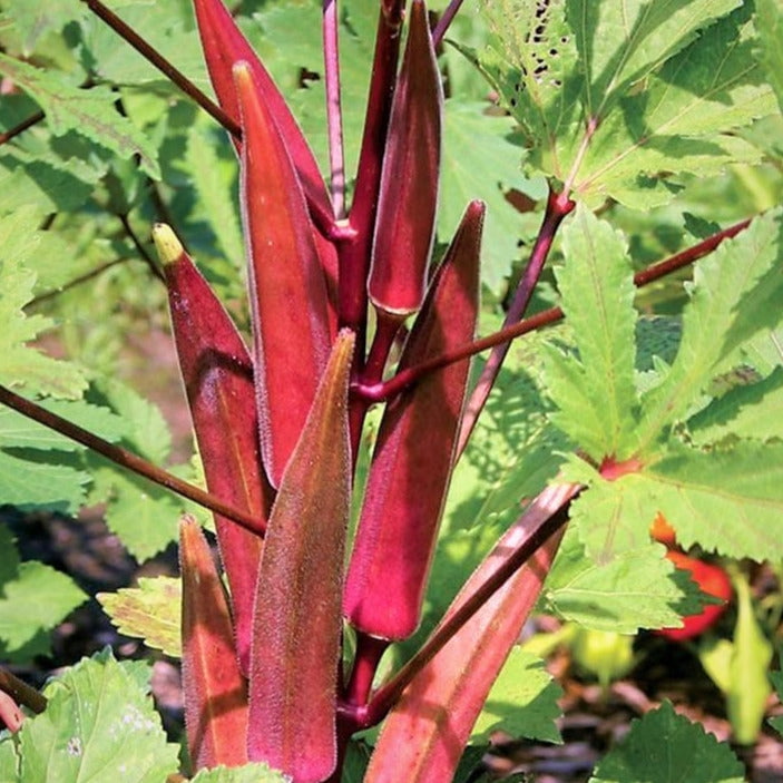TomorrowSeeds - Burgundy Red Okra Seeds - 200+ Count - For 2026 ...