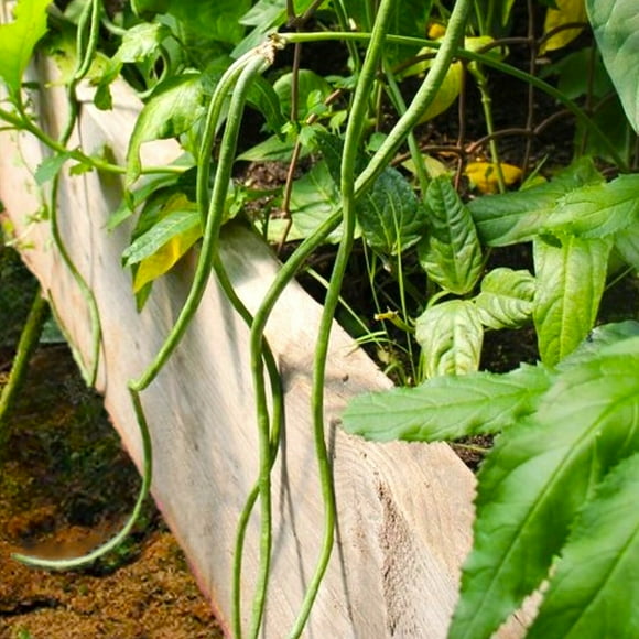 Edamame Seeds Planting