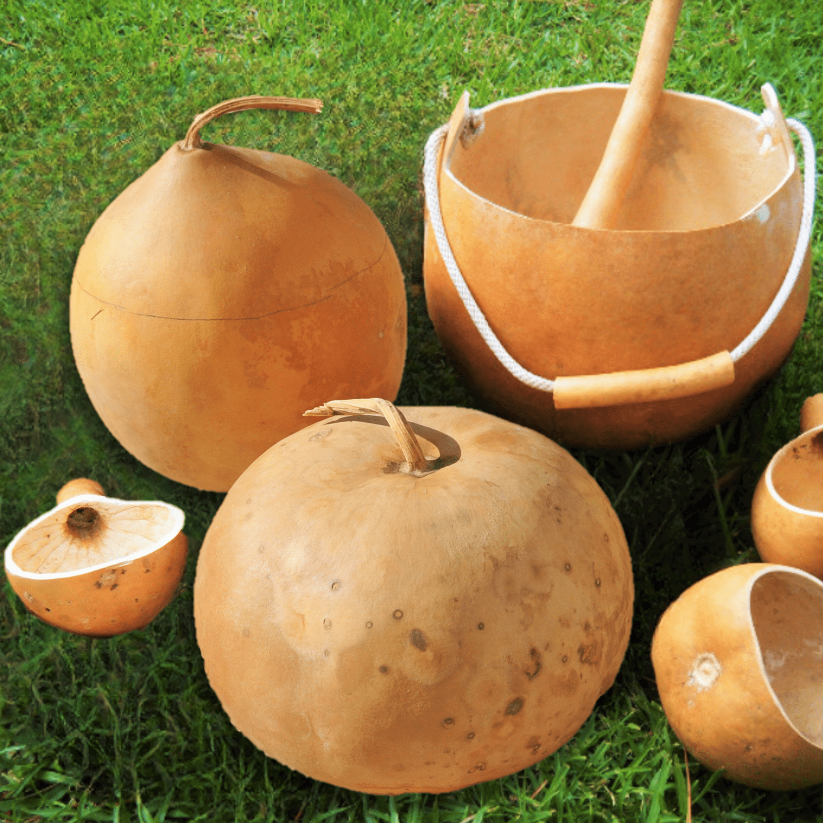 TomorrowSeeds - Bushel Gourd Seeds - 60+ Count - For 2026 Planting Hard ...