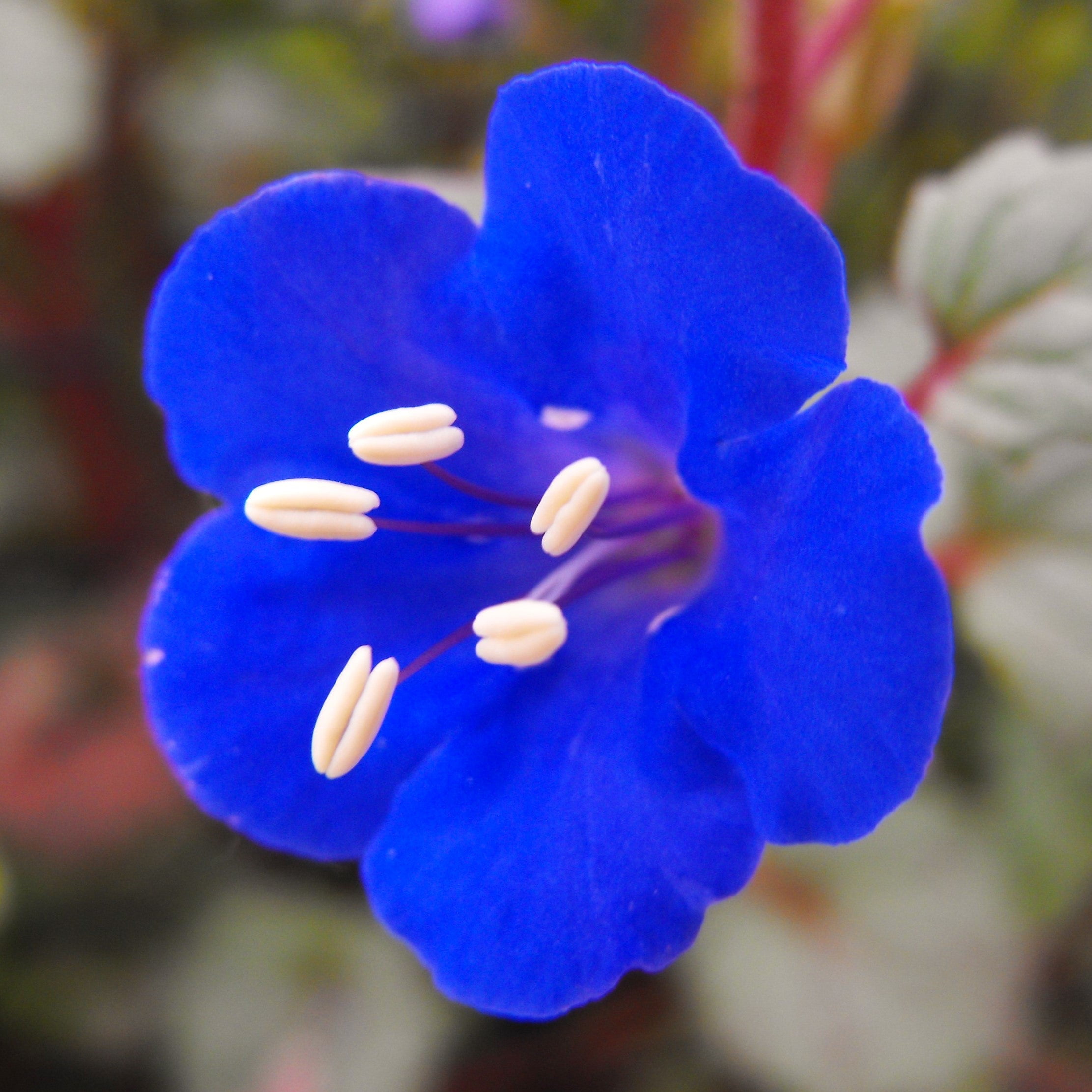 TomorrowSeeds - California Bluebell (Desertbells) Seeds - 6000+ Count ...