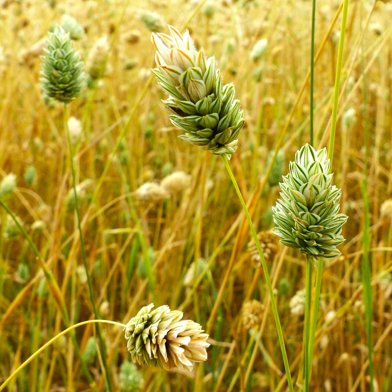 TomorrowSeeds - Canary Grass Seeds - 30000+ Count - For 2026 Planting ...