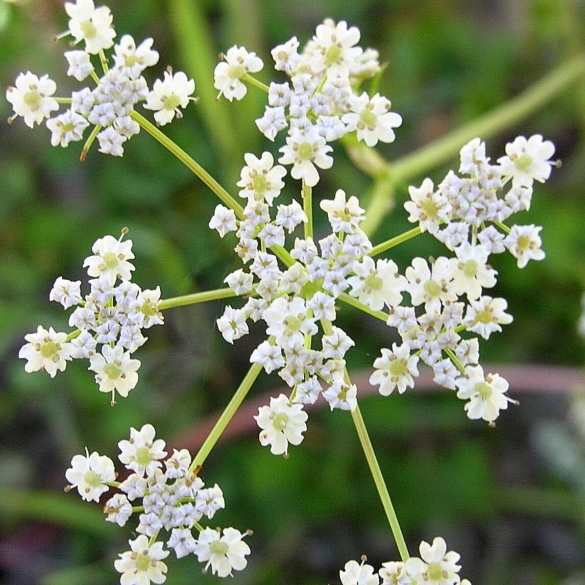 TomorrowSeeds - Caraway Seeds - 4500+ Count - For 2026 Planting Non-GMO ...