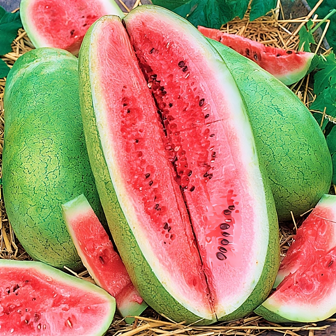 TomorrowSeeds - Charleston Grey Watermelon Seeds - 60+ Count - For 2025 ...