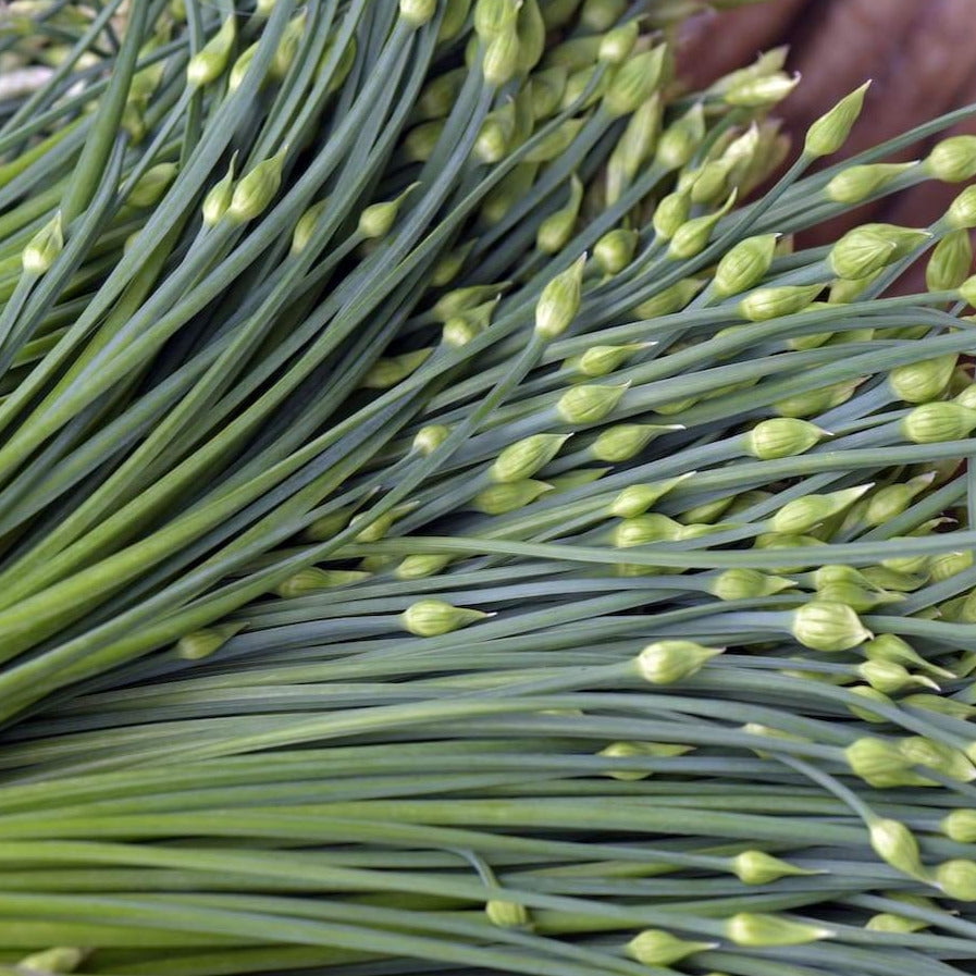 TomorrowSeeds Chinese Garlic Chives Seeds, 1500+ Count Packet ...