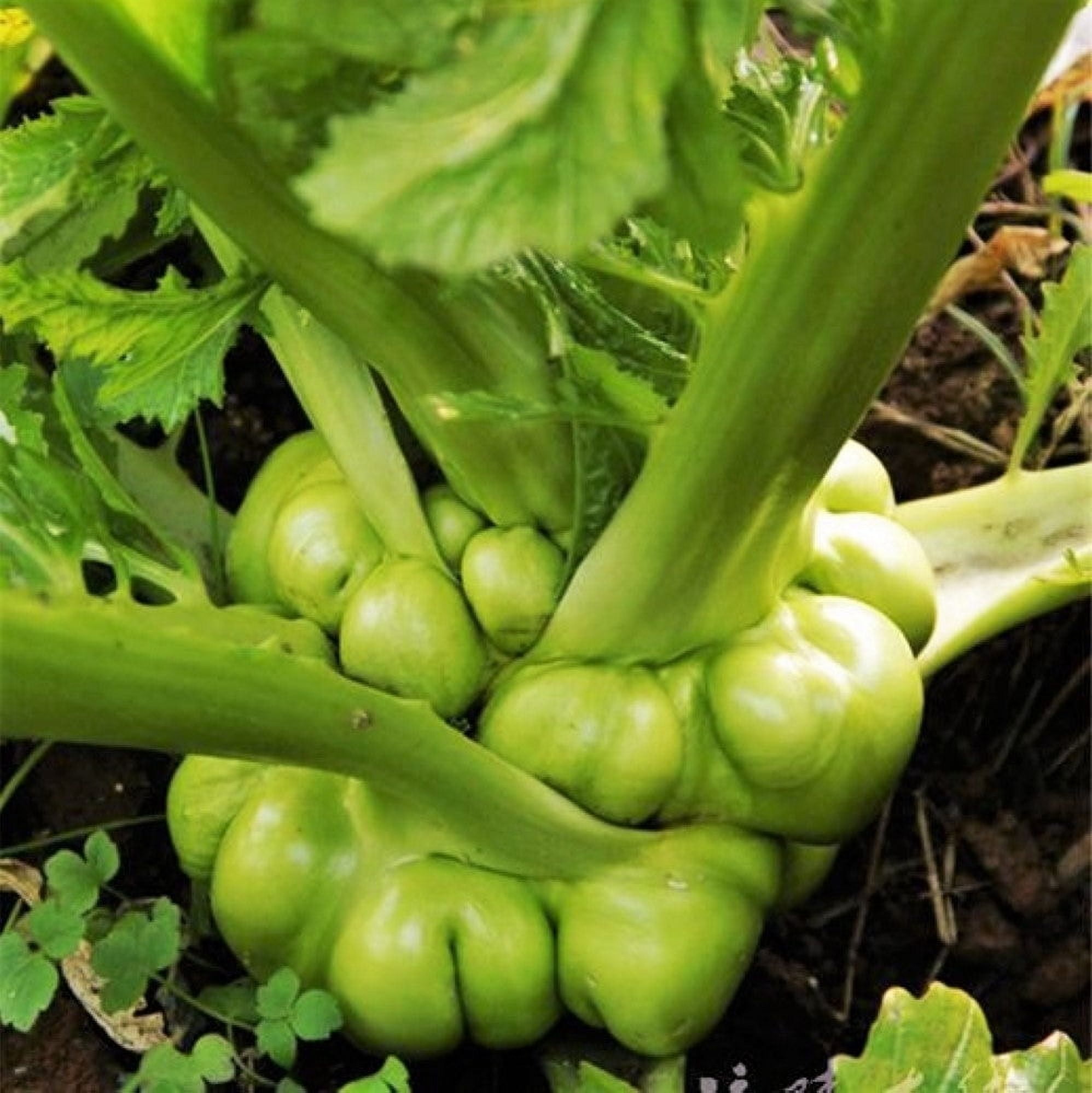 TomorrowSeeds - Chinese Stem Mustard Tuber Seeds - 600+ Count - For ...