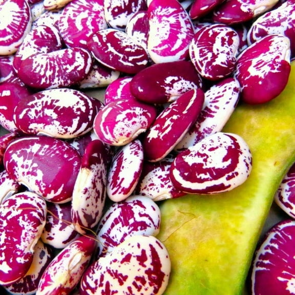 30 Seeds PIGEON PEA Dhal Gungo Puerto Rico Bean Cajanus Cajan Vegetable ...