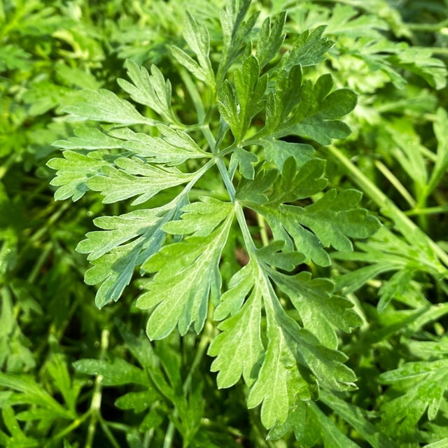 TomorrowSeeds - Common Mugwort Seeds - 5000+ Count - For 2025 Planting ...